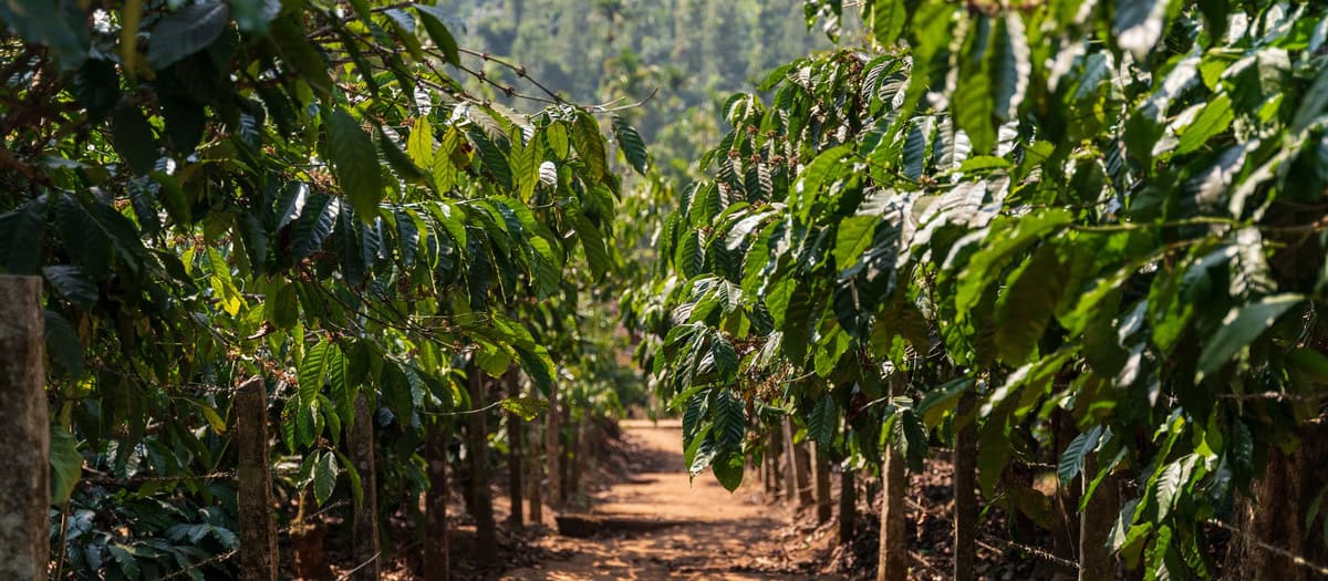 Experiencing the Beauty of Coorg, India - Explore India